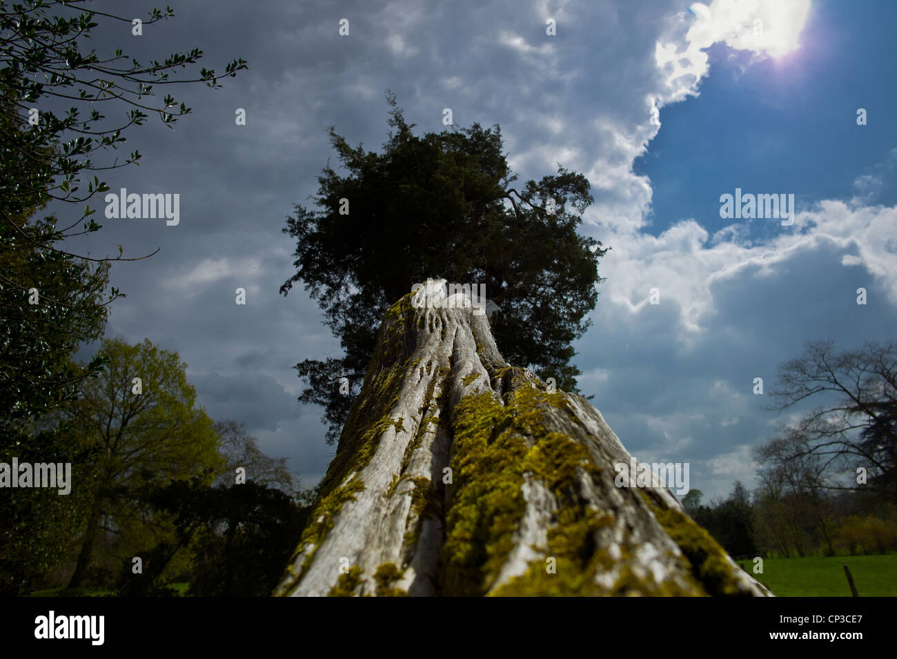 Trees of the field of Marie Antoinette, Remarkable tree Planted under ...