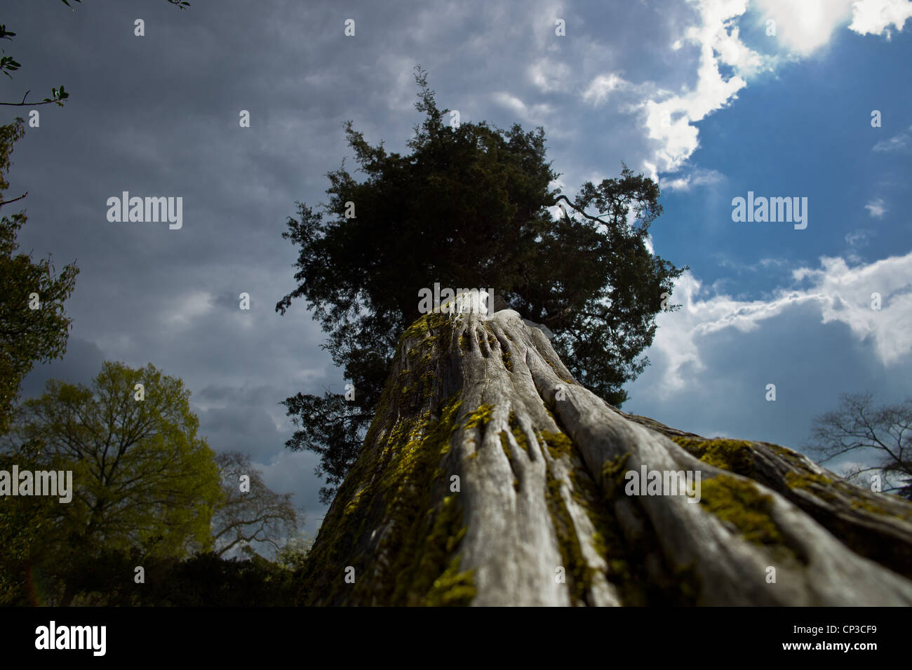 Trees of the field of Marie Antoinette, Remarkable tree Planted under ...