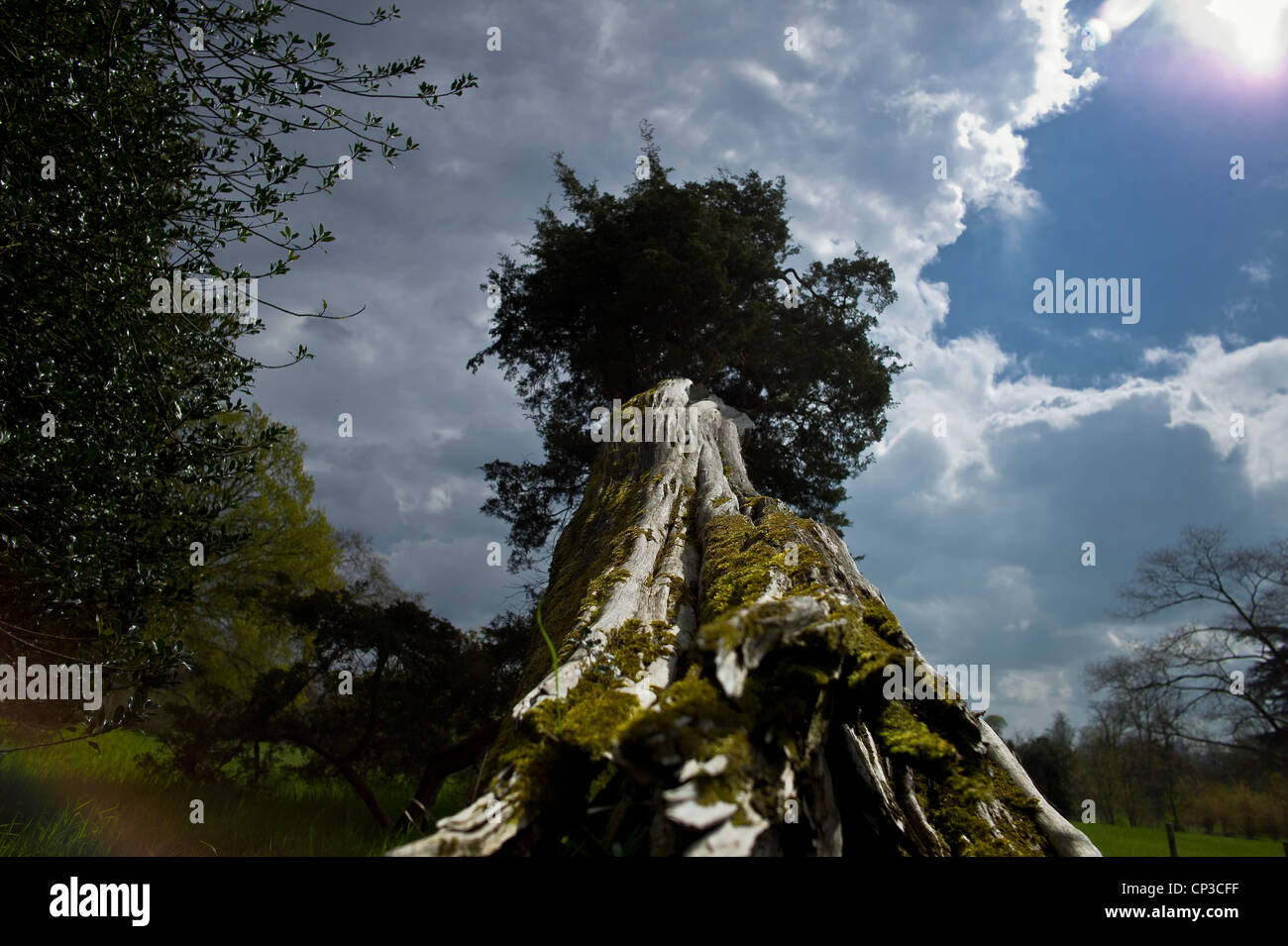 Trees of the field of Marie Antoinette, Remarkable tree Planted under ...