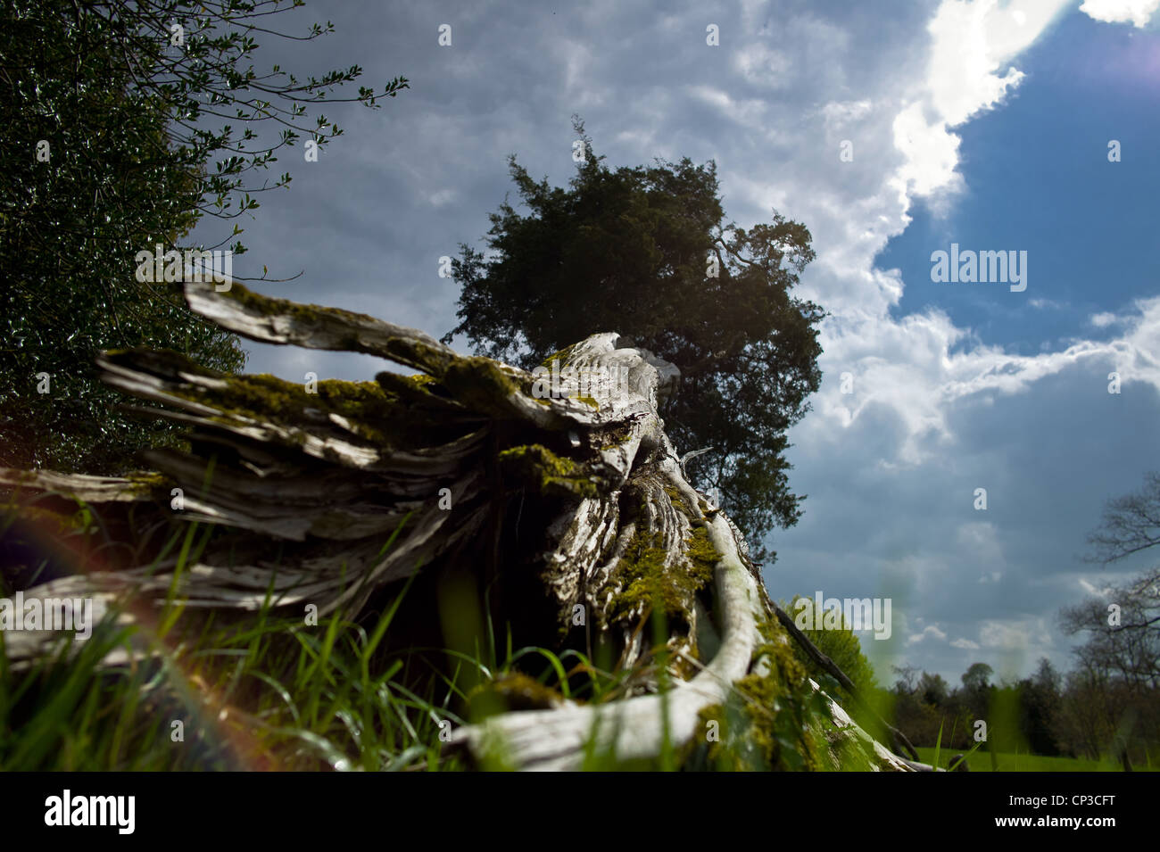 Trees of the field of Marie Antoinette, Remarkable tree Planted under ...