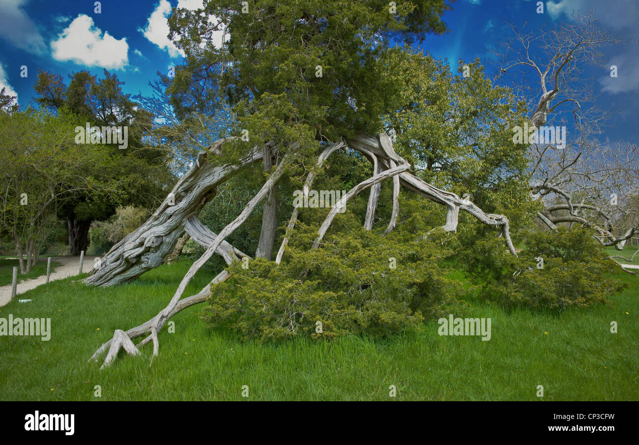 Trees of the field of Marie Antoinette, Remarkable tree Planted under ...