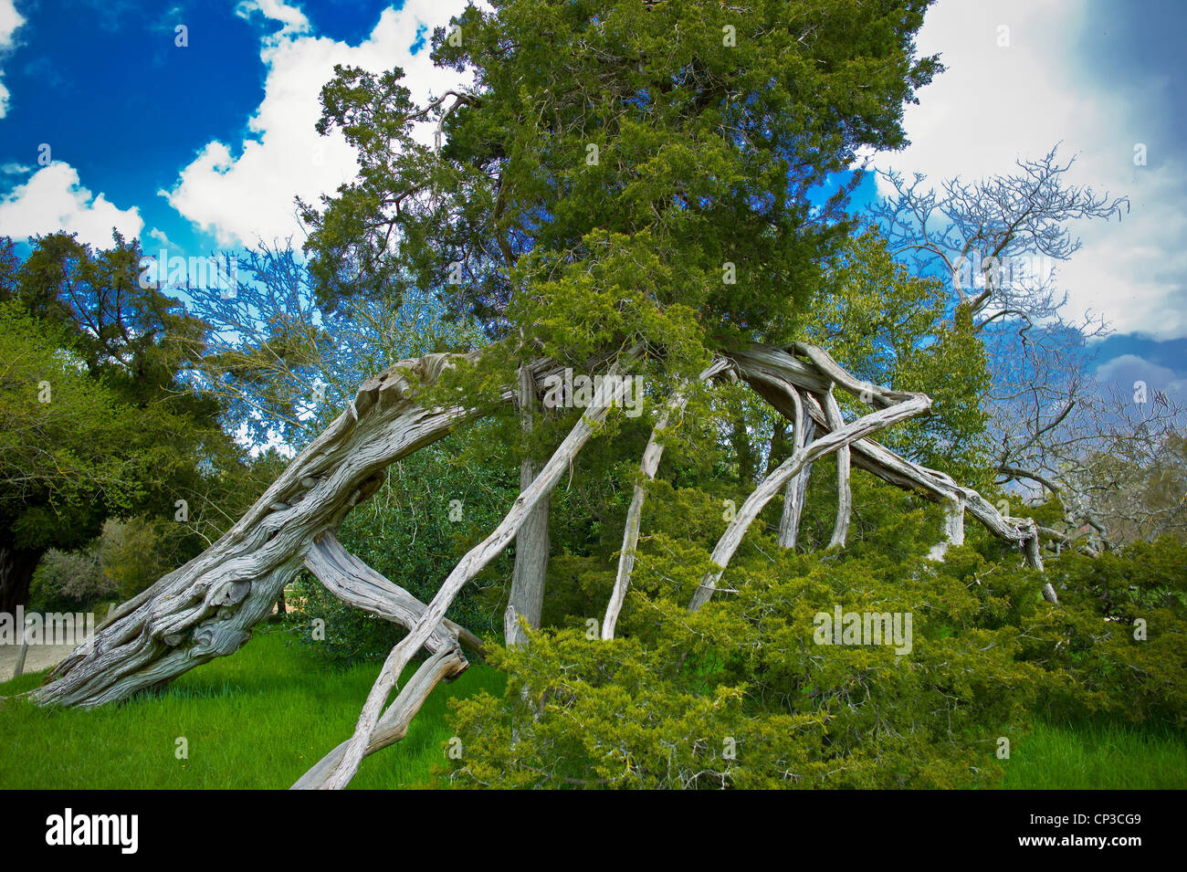 Trees of the field of Marie Antoinette, Remarkable tree Planted under ...