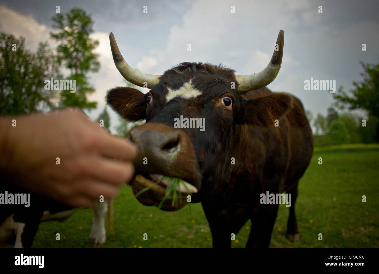 Domestic animals of the farm of the Queen's Hamlet. , Young cattle ...