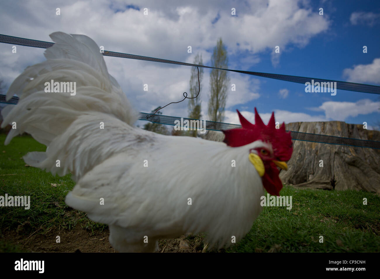 Domestic animals of the farm of the Queen's Hamlet. , the Rooster Stock ...