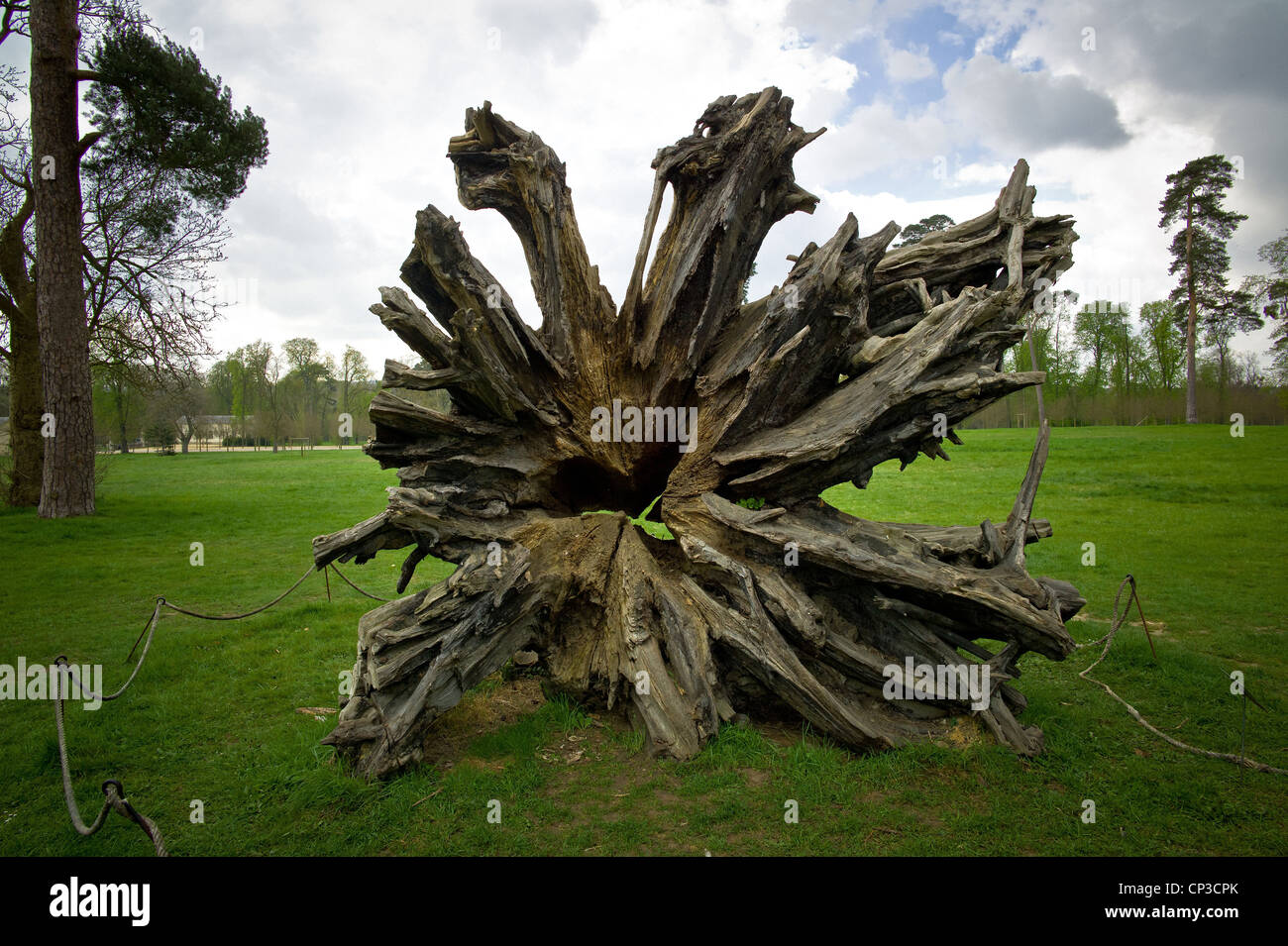 Remarkable trees of the park of Versailles. Strain of the oak of Marie ...