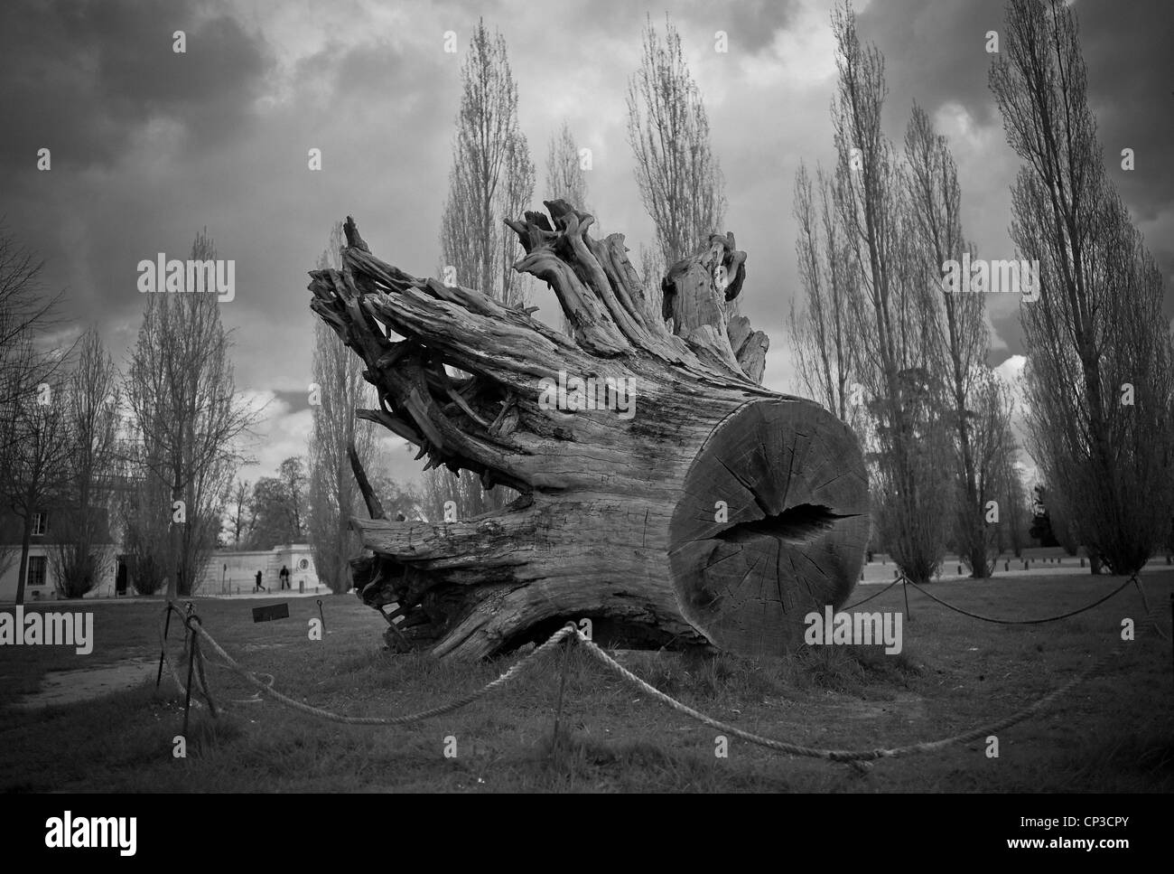 Remarkable trees of the park of Versailles. Strain of the oak of Marie ...