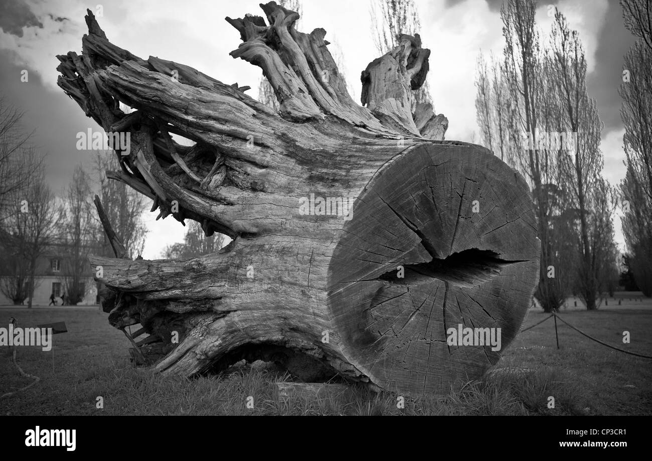 Remarkable trees of the park of Versailles. Strain of the oak of Marie ...