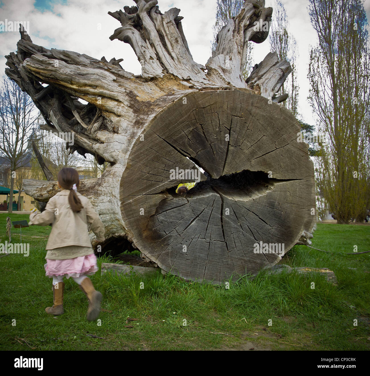 Remarkable trees of the park of Versailles. Strain of the oak of Marie ...