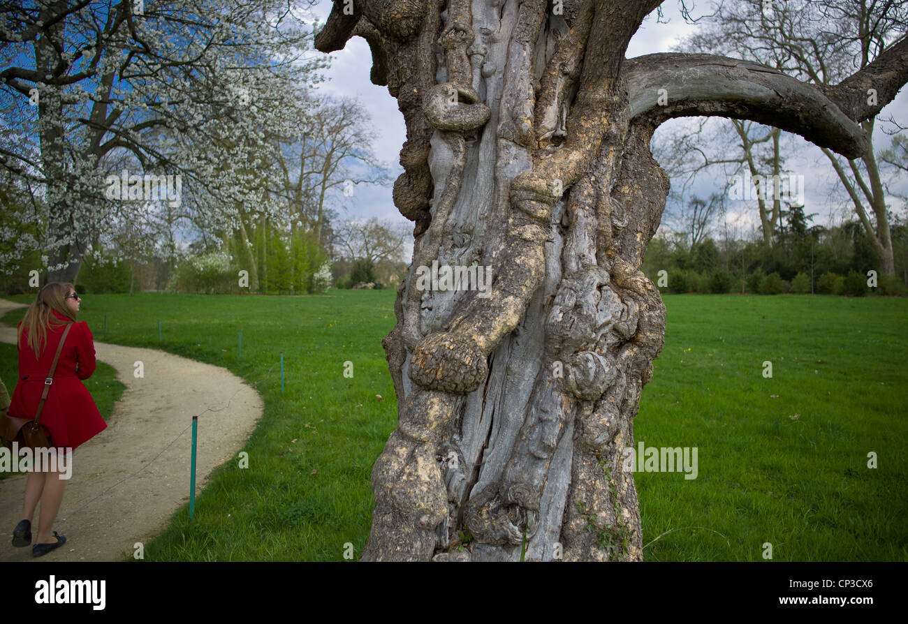 Trees of the Queen's Hamlet, Catalpa is a genus of trees native to ...