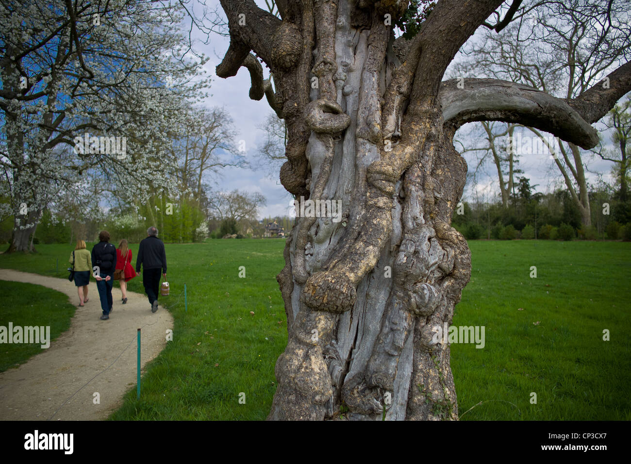 Trees of the Queen's Hamlet, Catalpa is a genus of trees native to ...