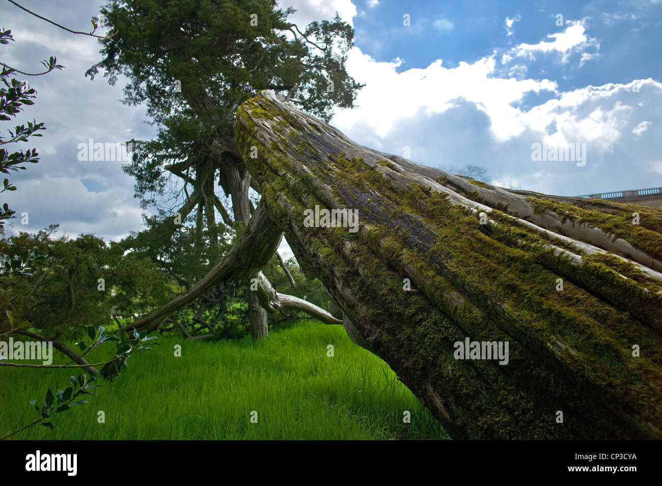 Trees of the field of Marie Antoinette, Remarkable tree Planted under ...