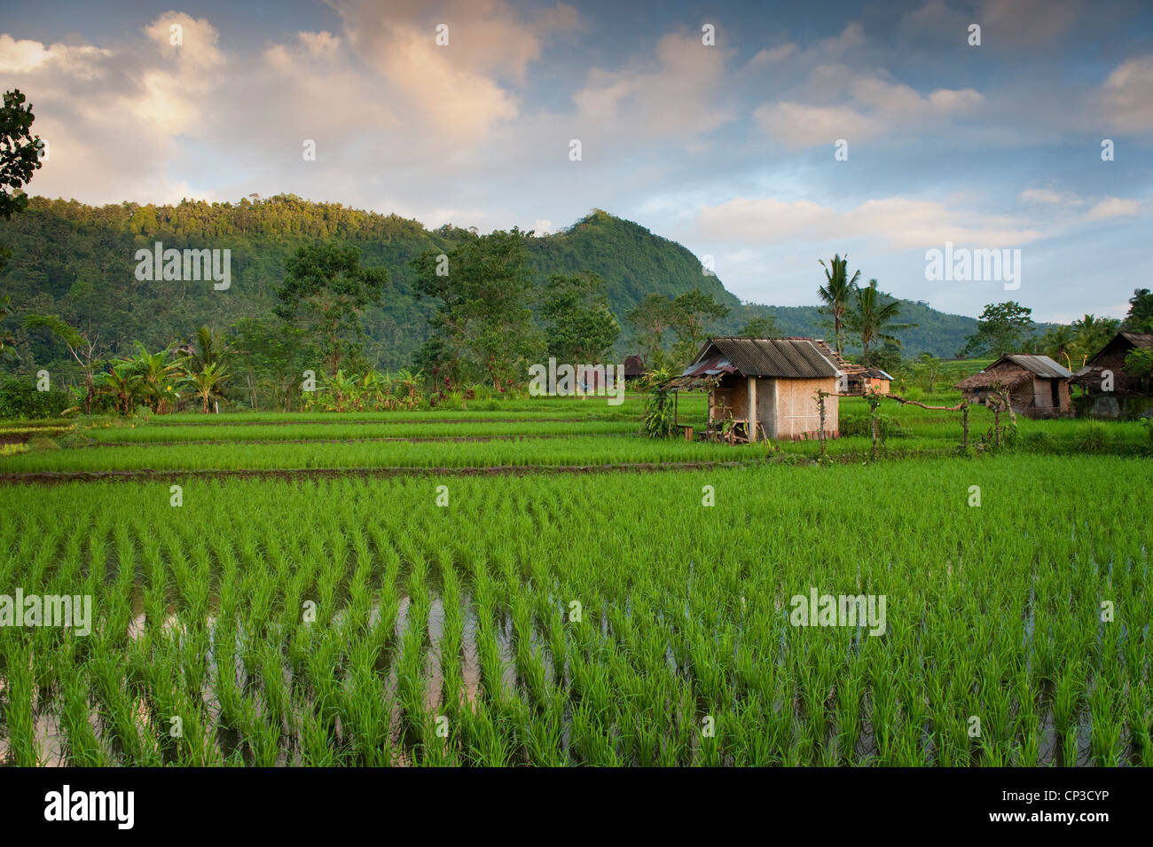 The beautiful rice fields of the Sidemen Valley in eastern Bali ...