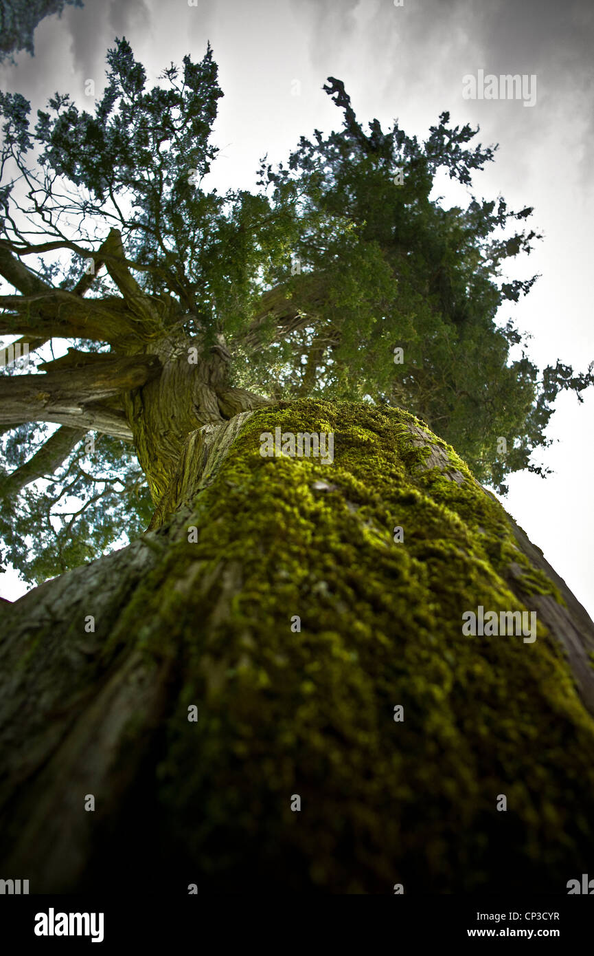 Trees of the field of Marie Antoinette, Remarkable tree Planted under ...