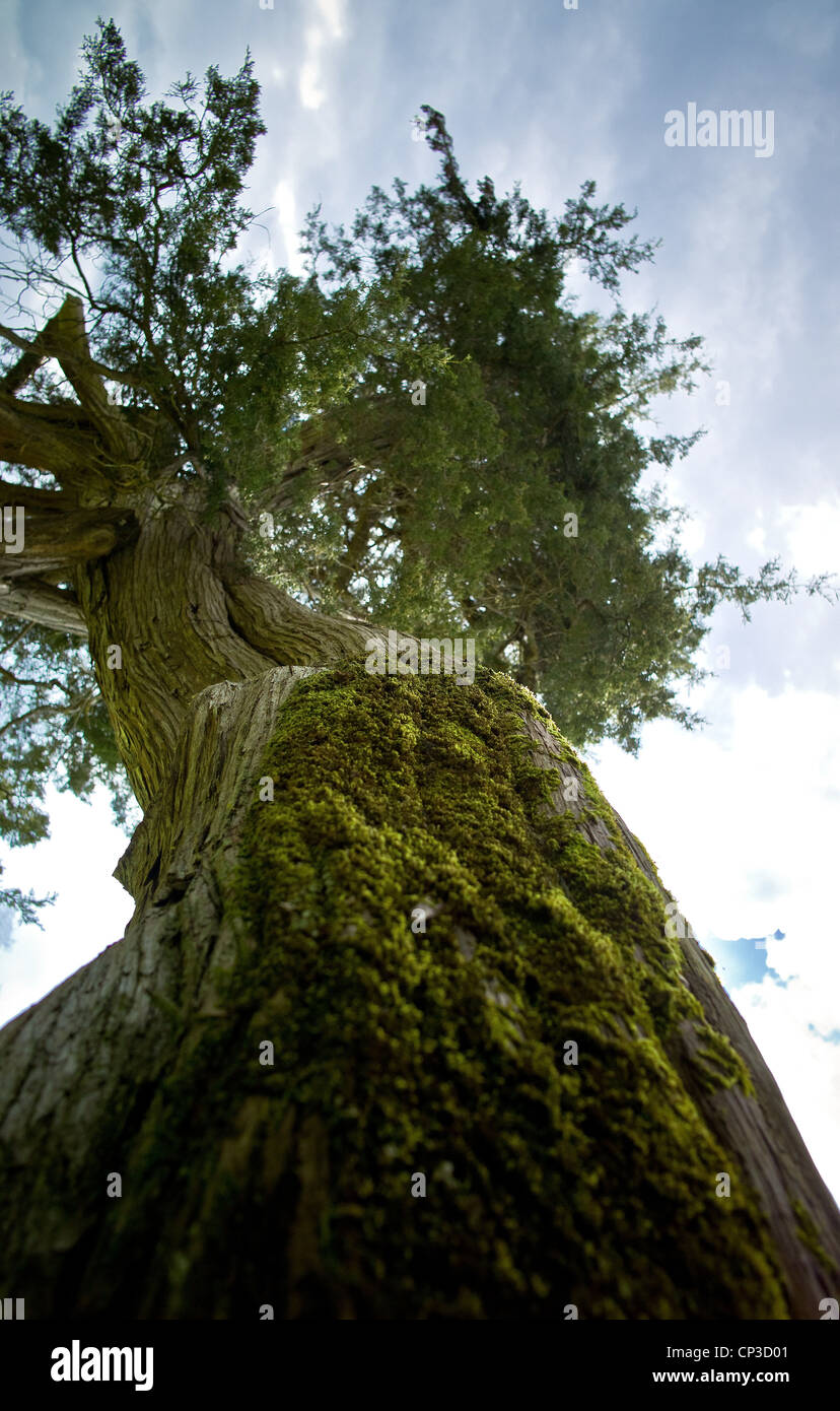 Trees of the field of Marie Antoinette, Remarkable tree Planted under ...