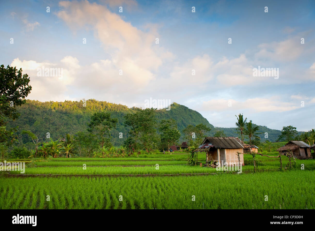 The beautiful rice fields of the Sidemen Valley in eastern Bali ...