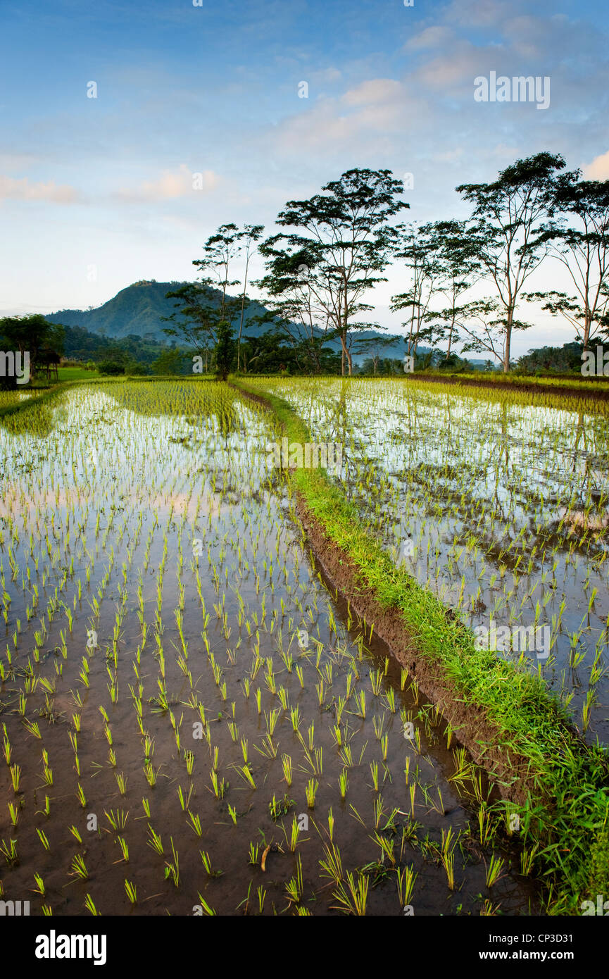 The beautiful rice fields of the Sidemen Valley in eastern Bali ...