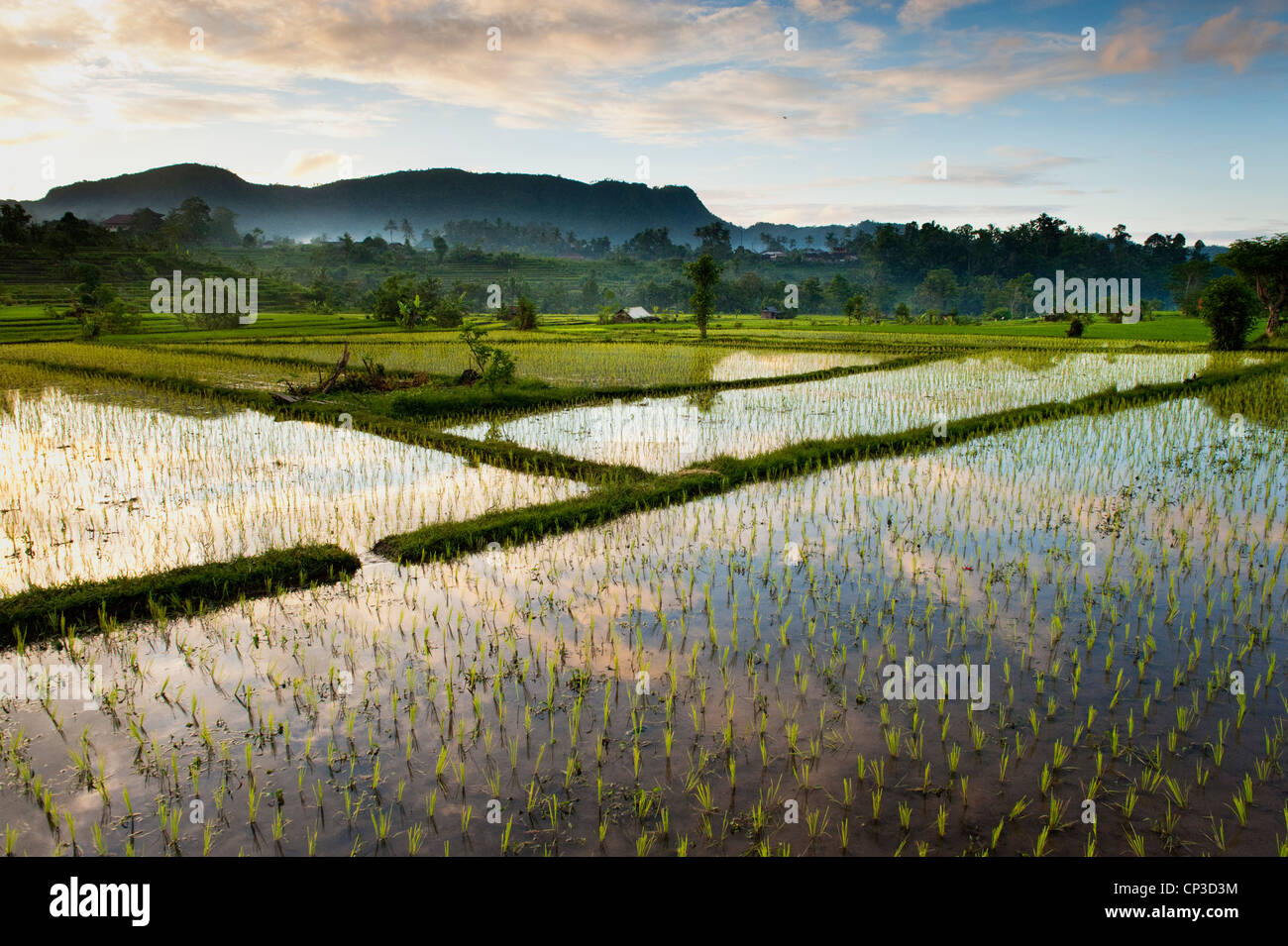 The beautiful rice fields of the Sidemen Valley in eastern Bali ...