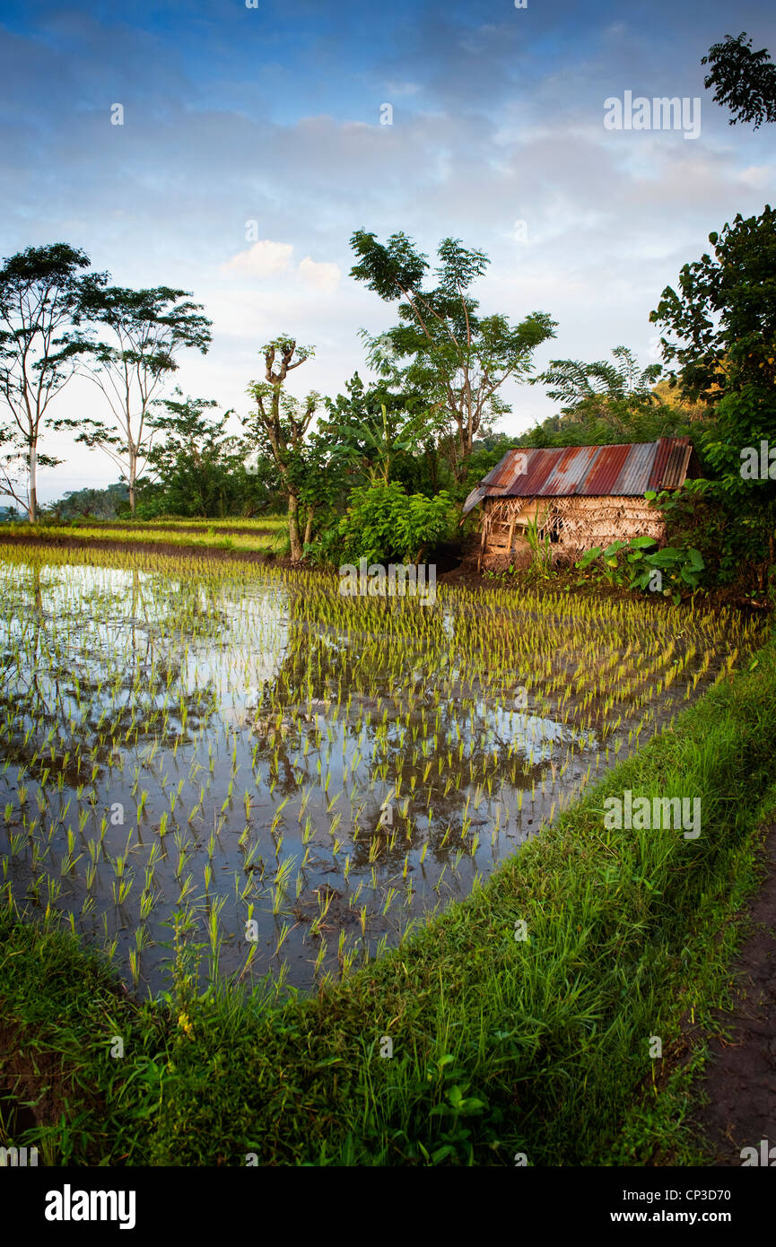 The beautiful rice fields of the Sidemen Valley in eastern Bali ...