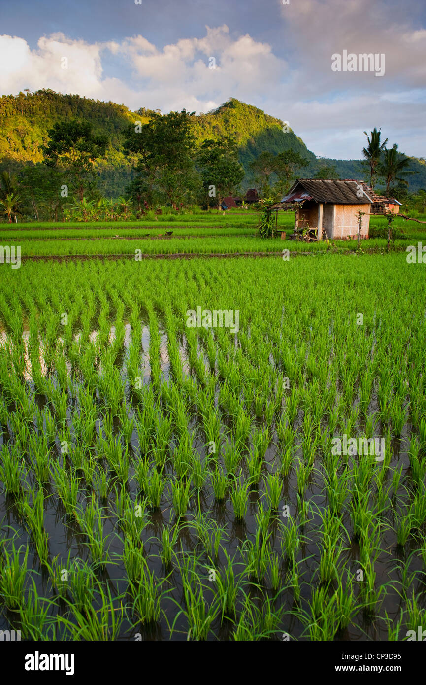 The beautiful rice fields of the Sidemen Valley in eastern Bali ...