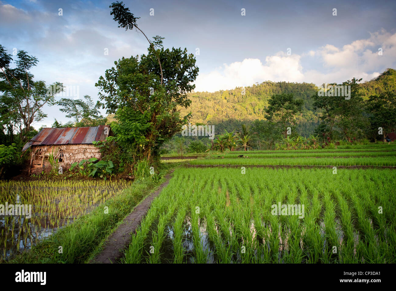The beautiful rice fields of the Sidemen Valley in eastern Bali ...