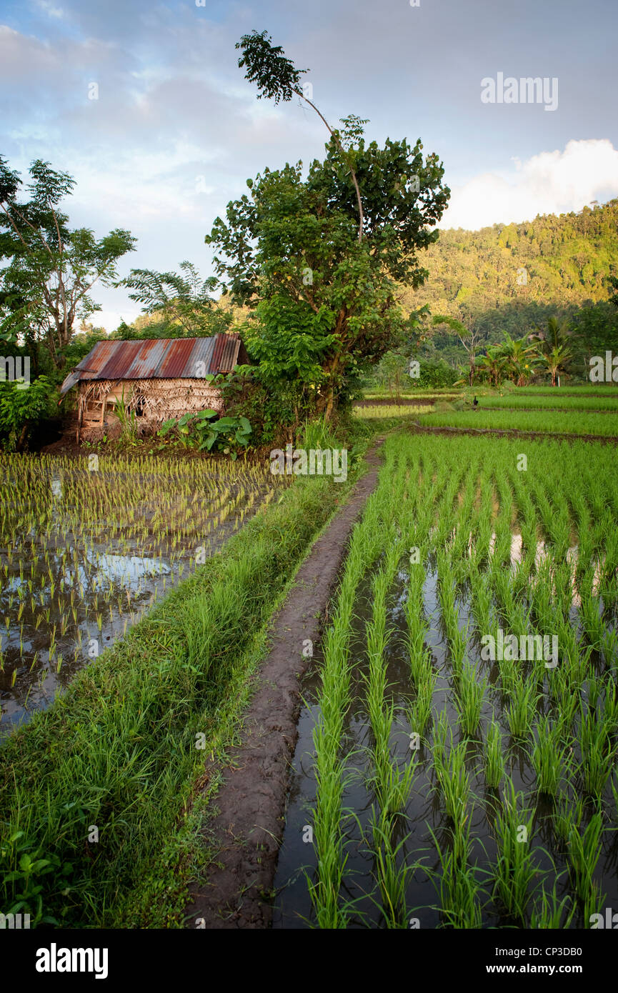 The beautiful rice fields of the Sidemen Valley in eastern Bali ...