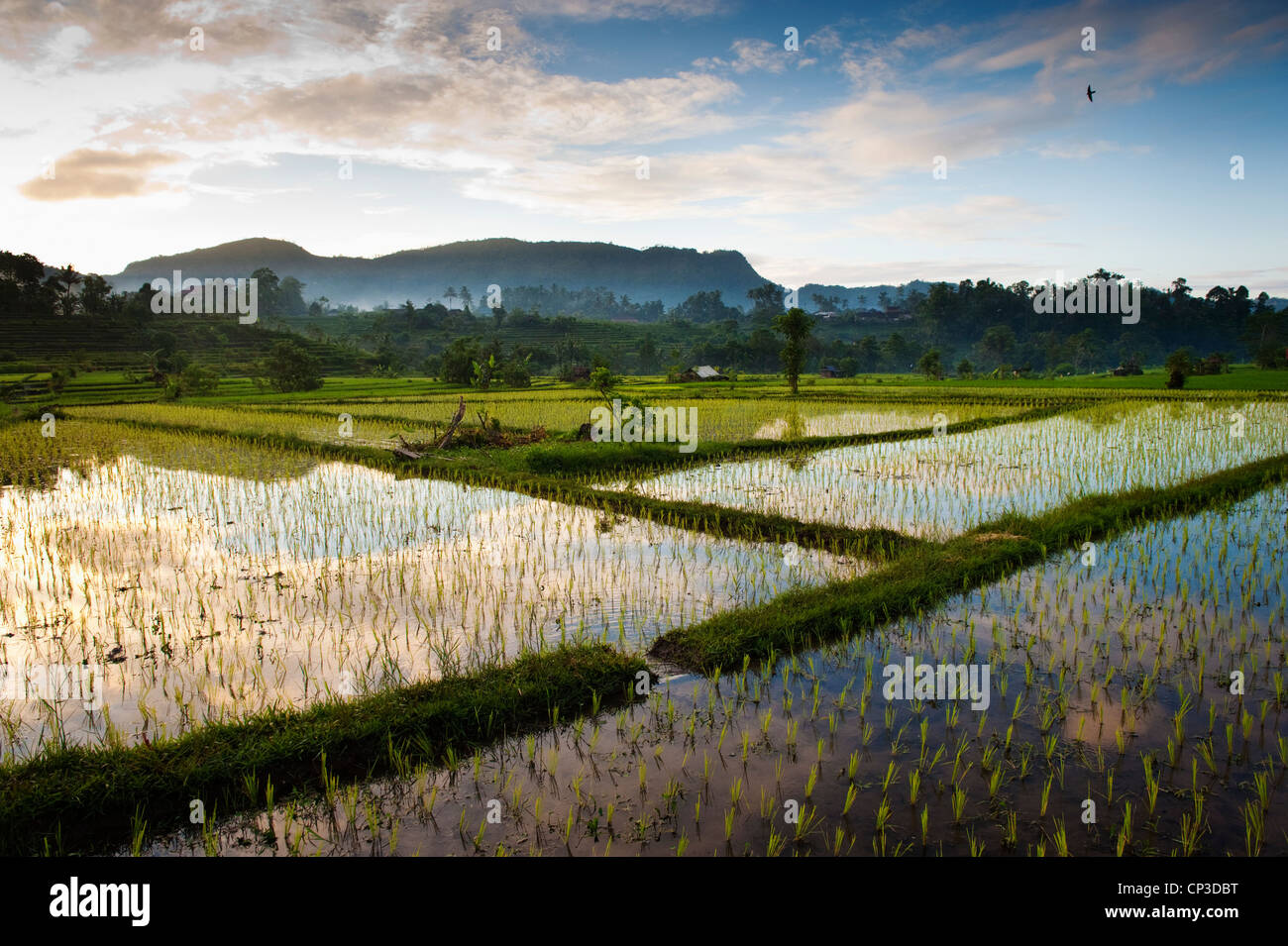 The beautiful rice fields of the Sidemen Valley in eastern Bali ...