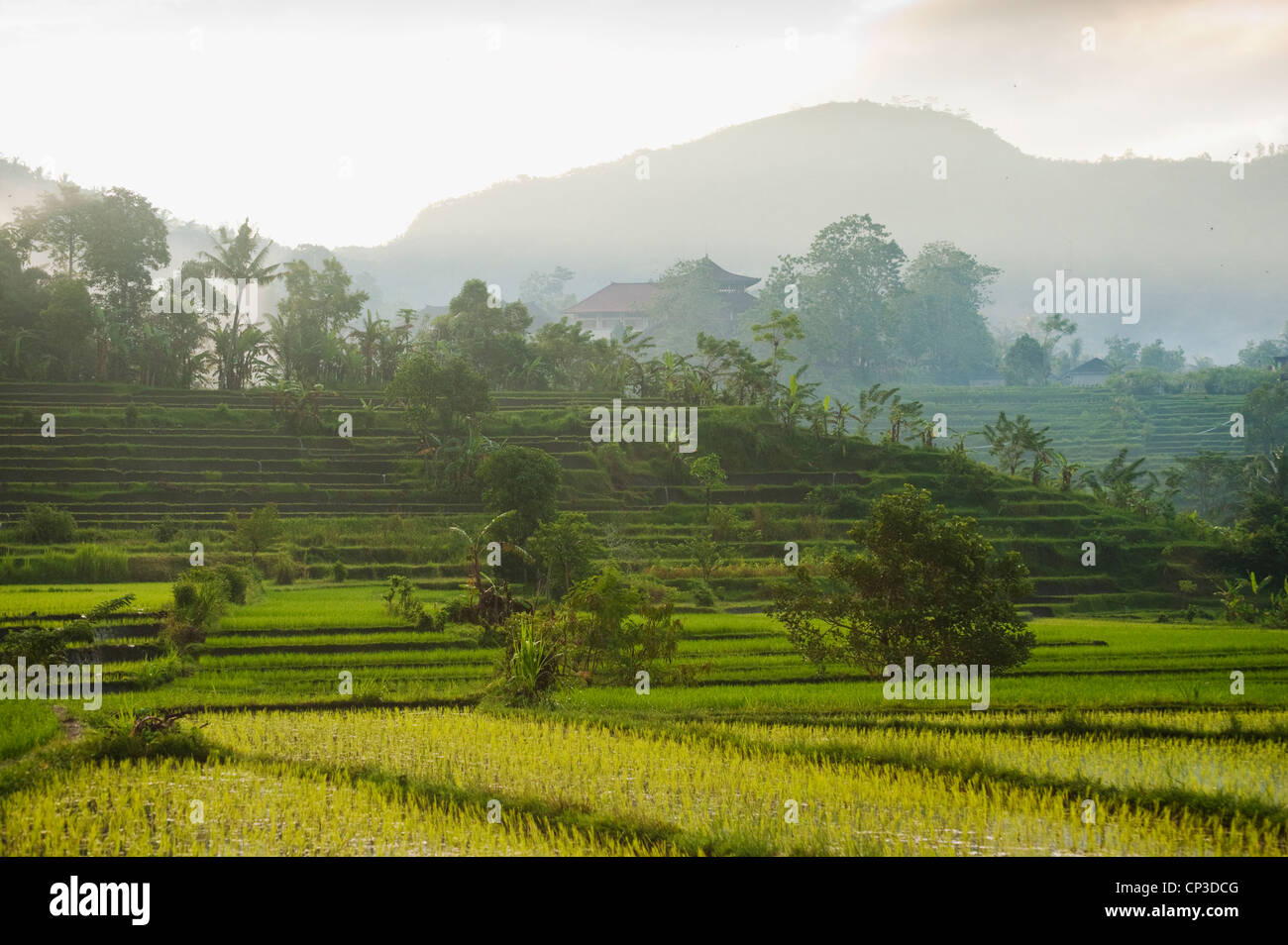The beautiful rice fields of the Sidemen Valley in eastern Bali ...