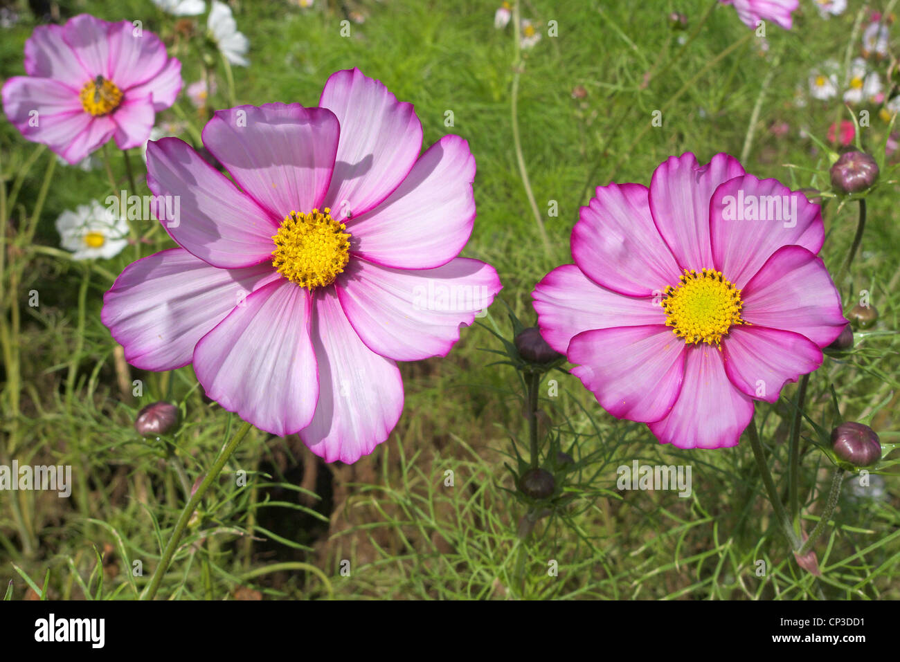 Cosmos bipinnatus picotee hi-res stock photography and images - Alamy