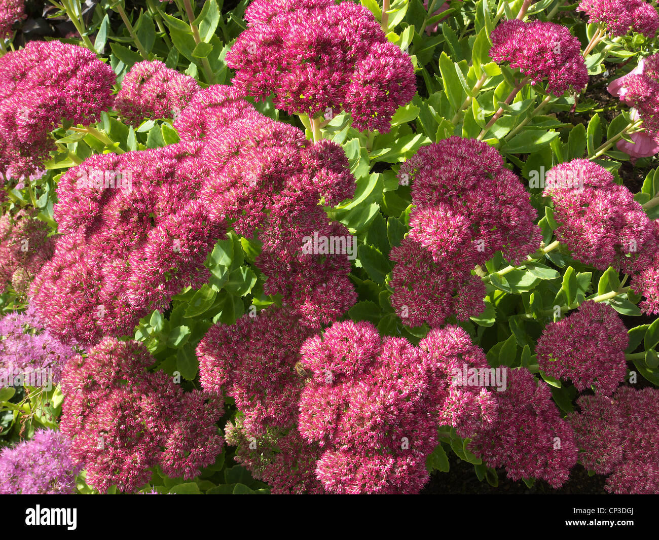 Flowering Sedum spectabile in Autumn. Commonly Known as the Ice Plant ...
