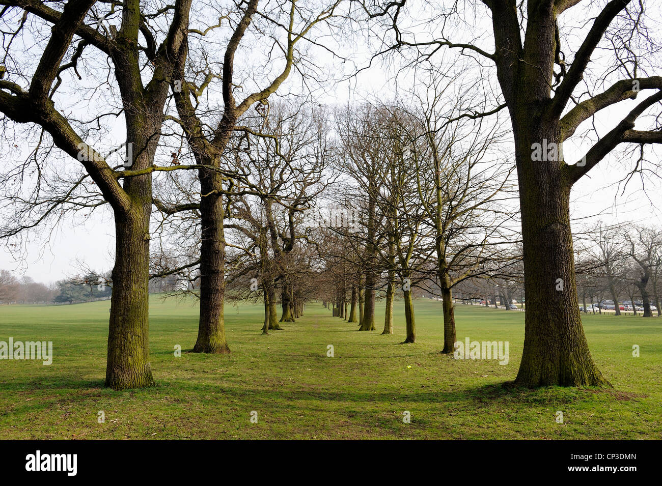 Line of trees hi-res stock photography and images - Alamy