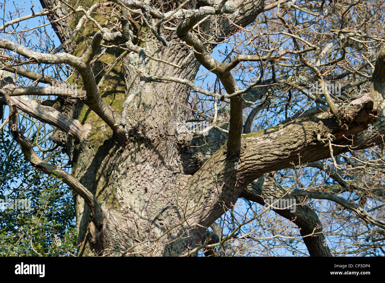 English Oak Tree in Winter against blue sky Stock Photo - Alamy
