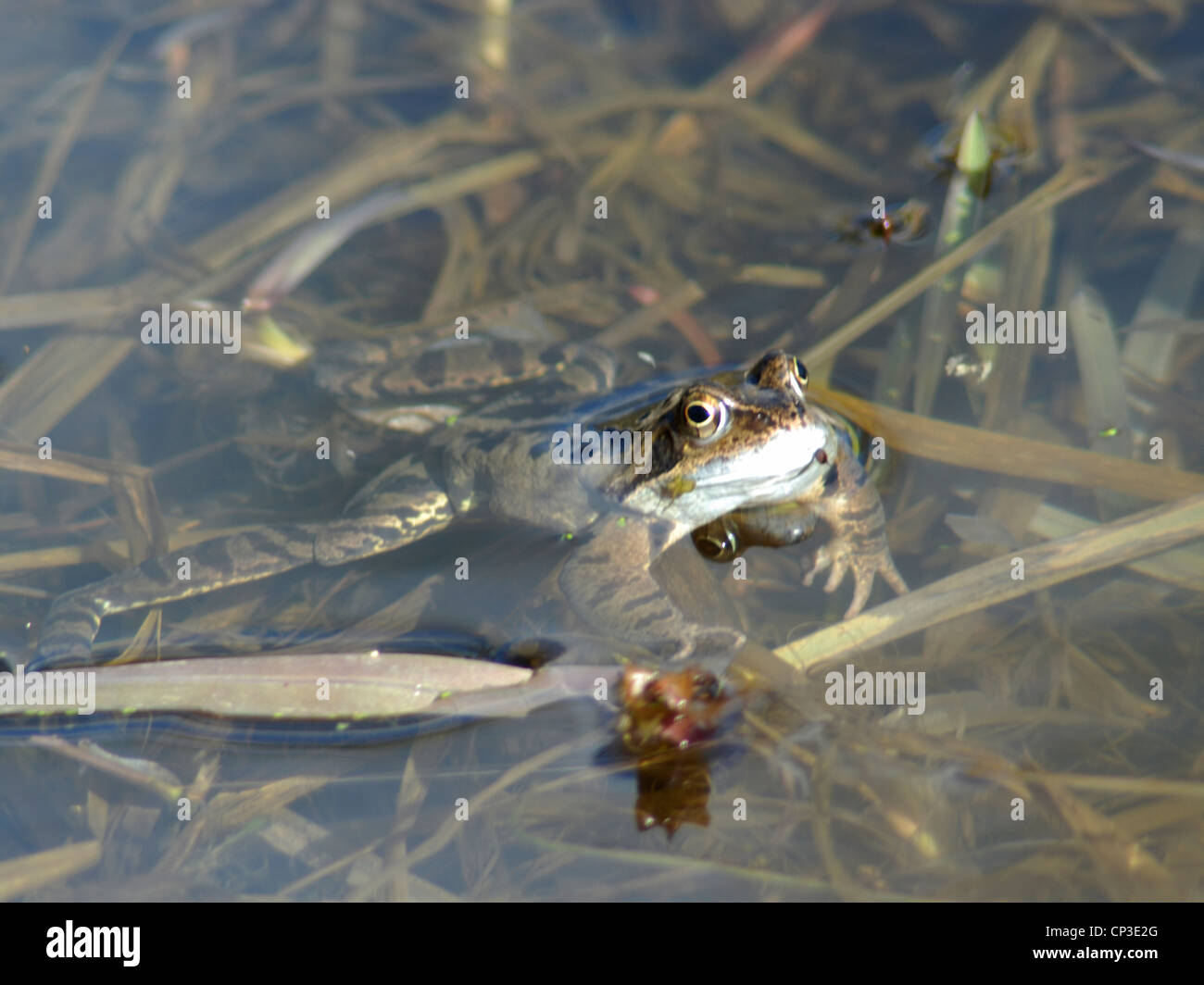 A Common Frog ( Rana temporaria ) lies on the surface of a pond above ...