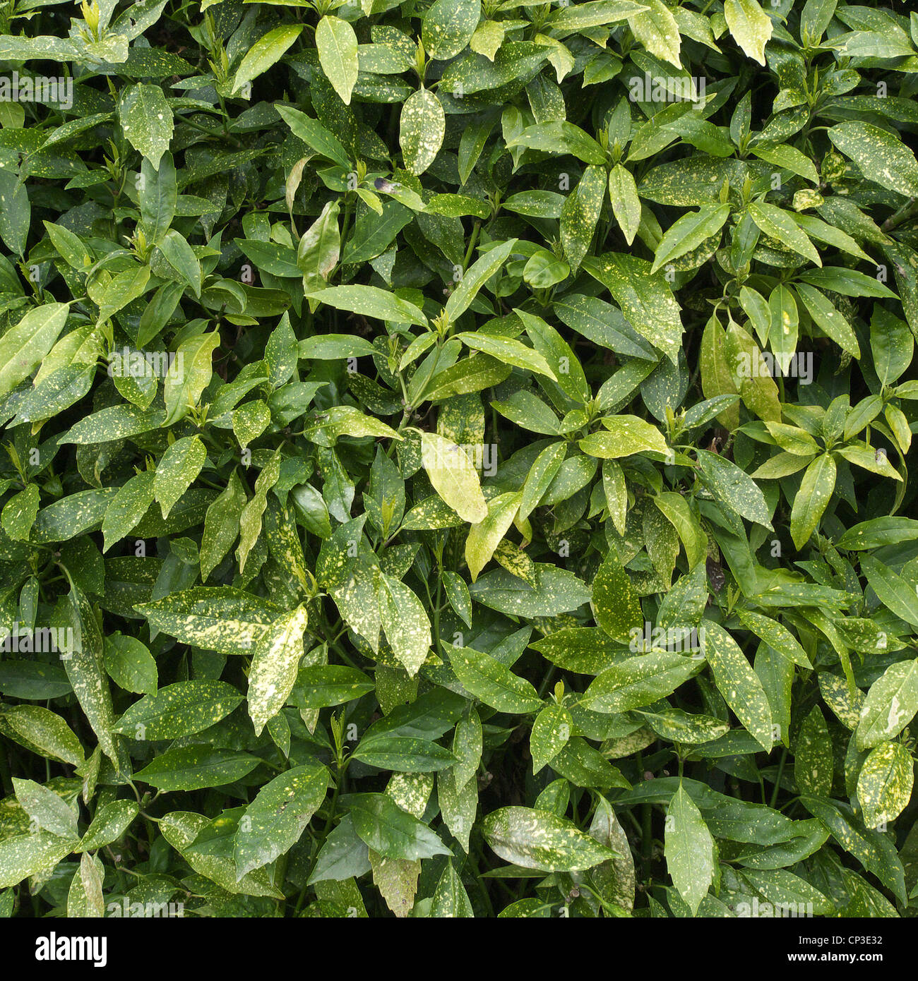 Aucuba japonica otherwise known as the Spotted Laurel Stock Photo - Alamy
