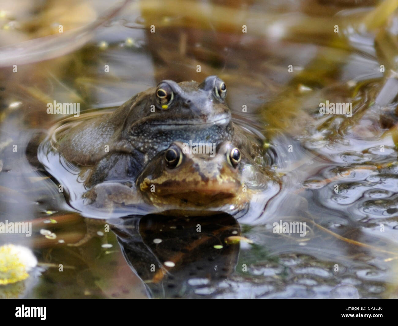 A pair of mating Common Frogs ( Rana temporaria Stock Photo - Alamy