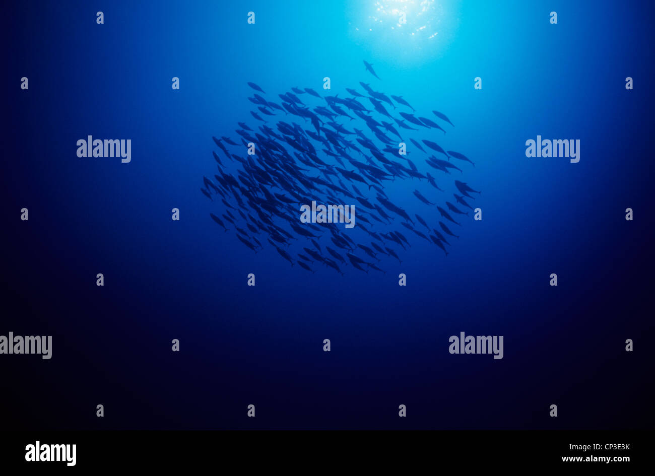 Underwater, shoal of fish Stock Photo - Alamy