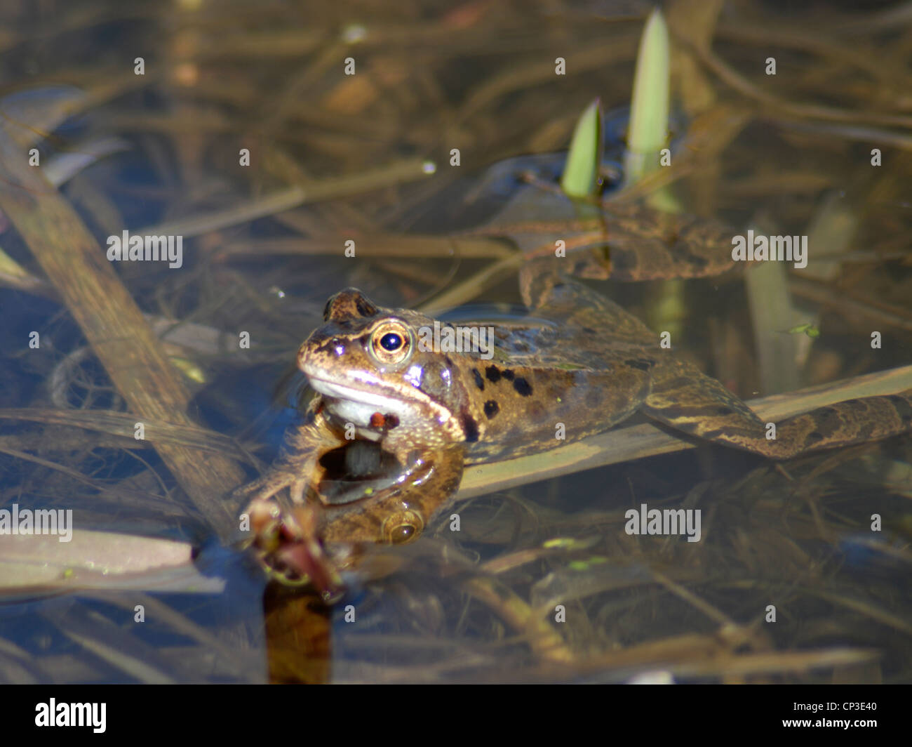 Frog pose hi-res stock photography and images - Alamy