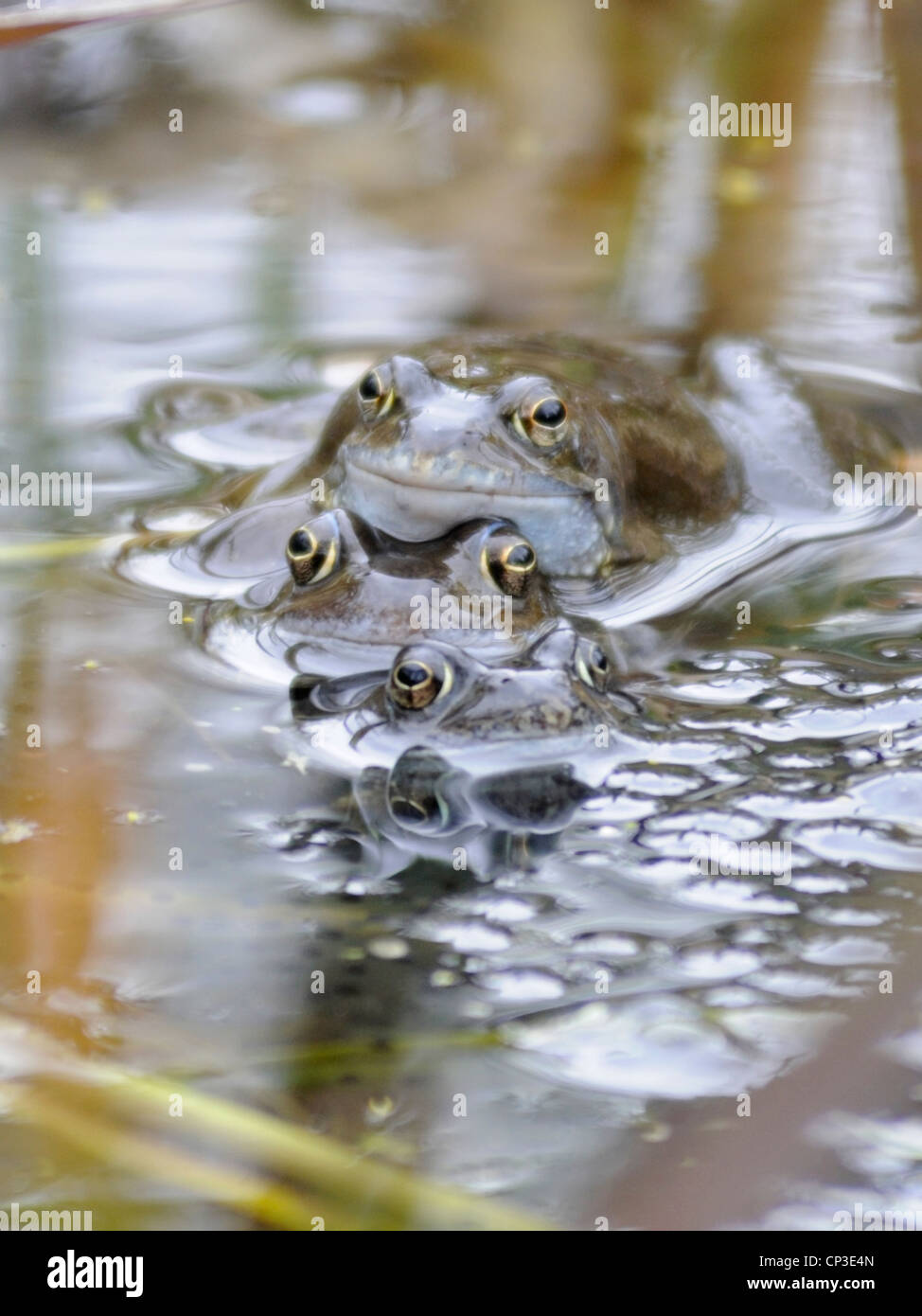A group of Common Frogs ( Rana temporaria ) in multi amplexus Stock ...