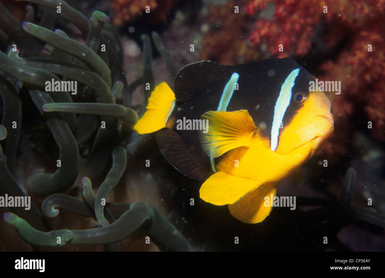 Underwater, tropical clown fish with poisonous anemone Stock Photo - Alamy