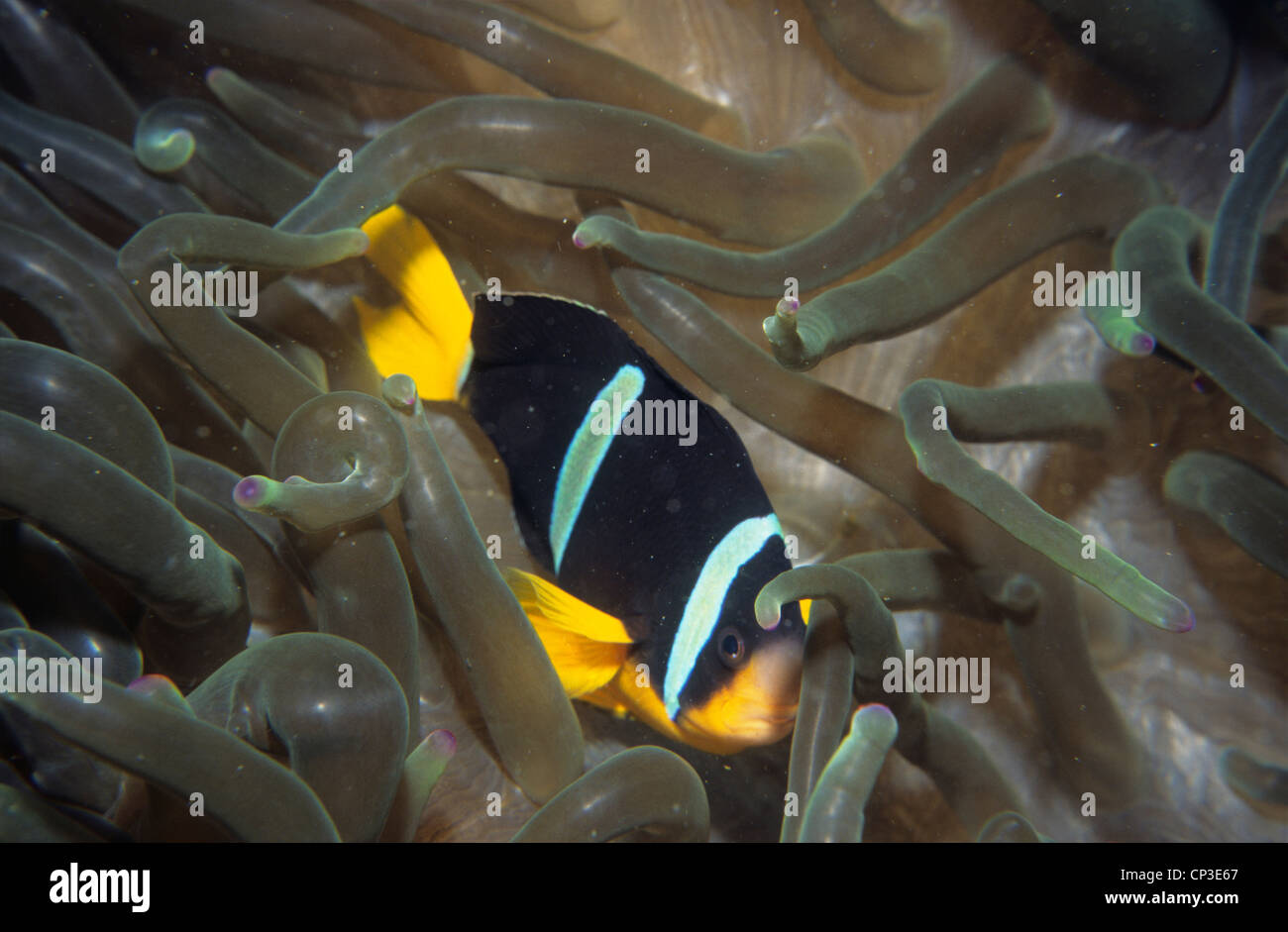 Underwater, clown fish with poisonous anemone Stock Photo - Alamy