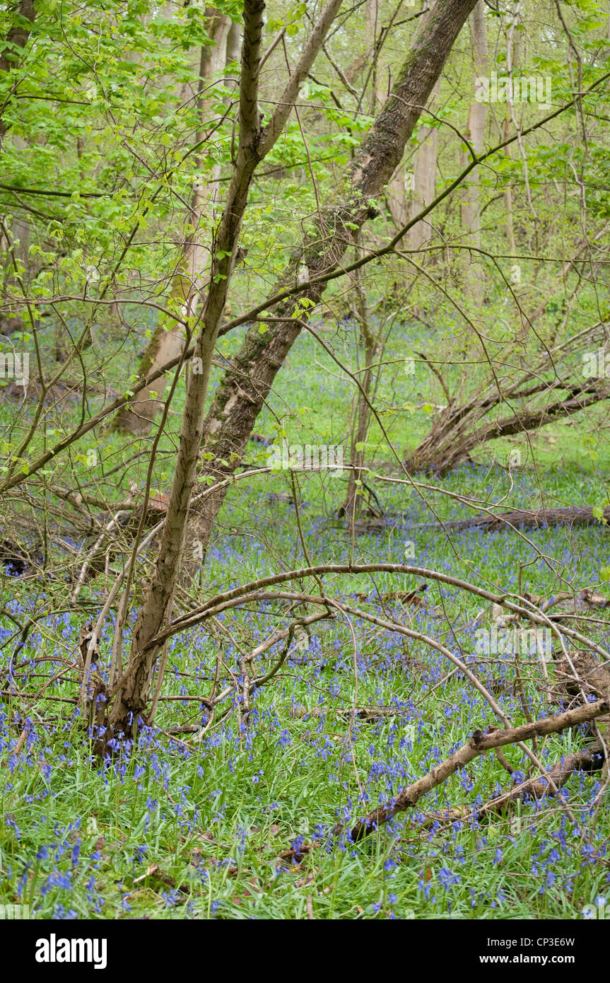 Alder glutinosa hi-res stock photography and images - Alamy