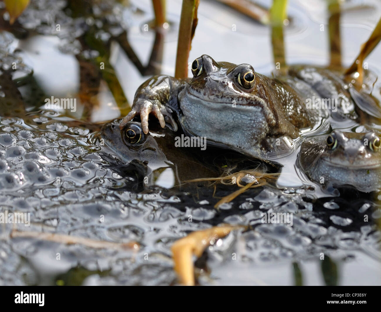 Spawning common frogs rana hi-res stock photography and images - Alamy