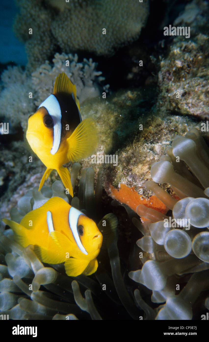Underwater, clown fish with poisonous anemone Stock Photo - Alamy