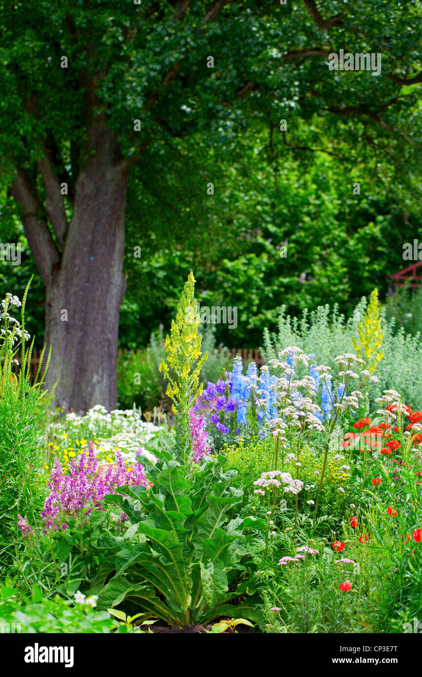 Cottage garden under a pear tree Stock Photo - Alamy
