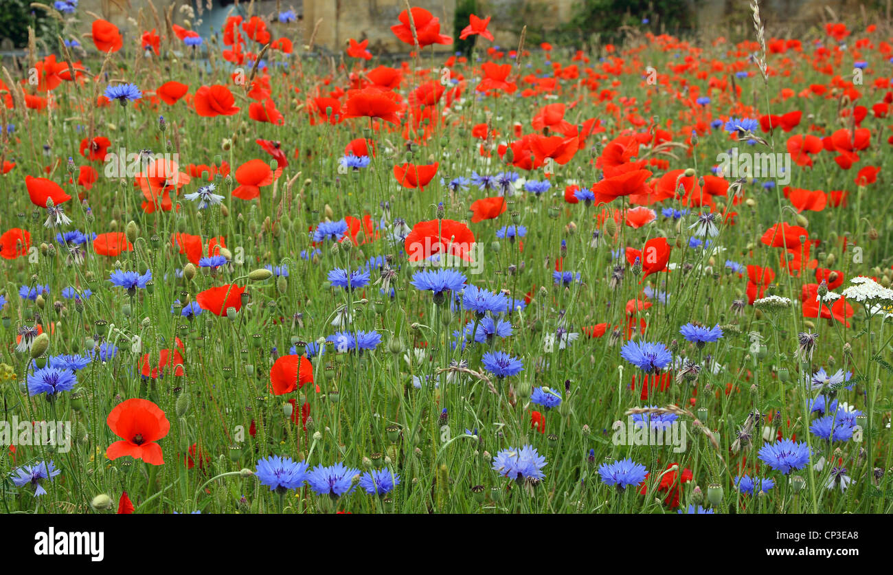 wild-flowers side view lots of flower heads Stock Photo - Alamy
