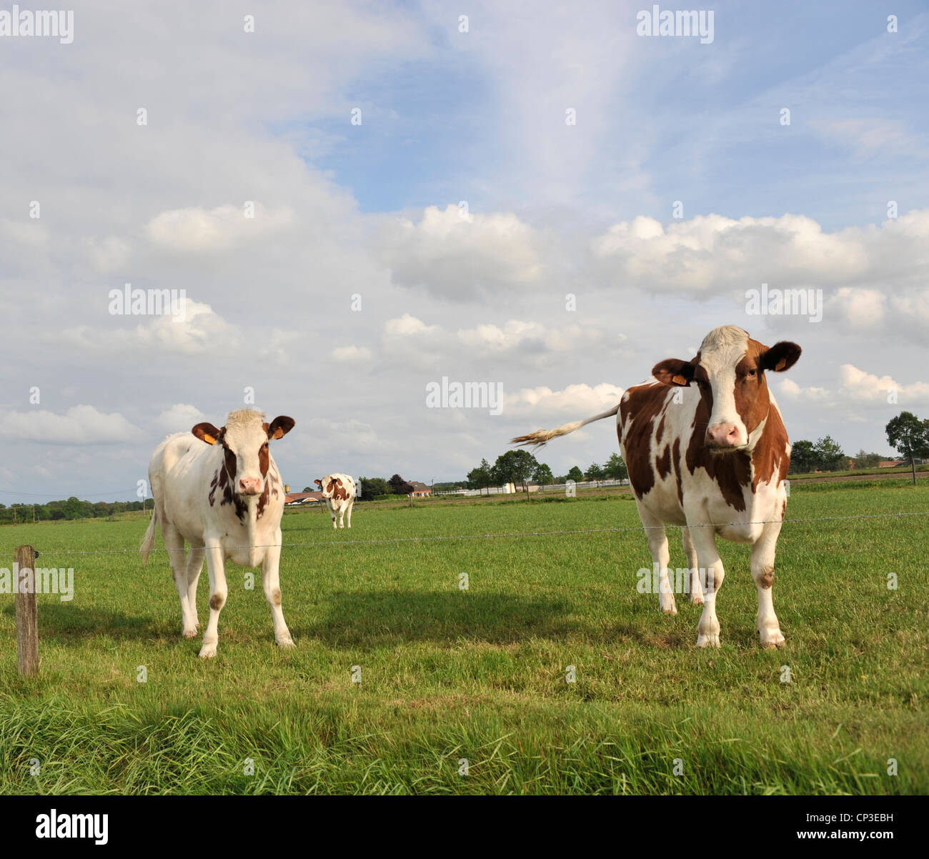 Portrait of two cows in a green meadow, Belgium Stock Photo - Alamy