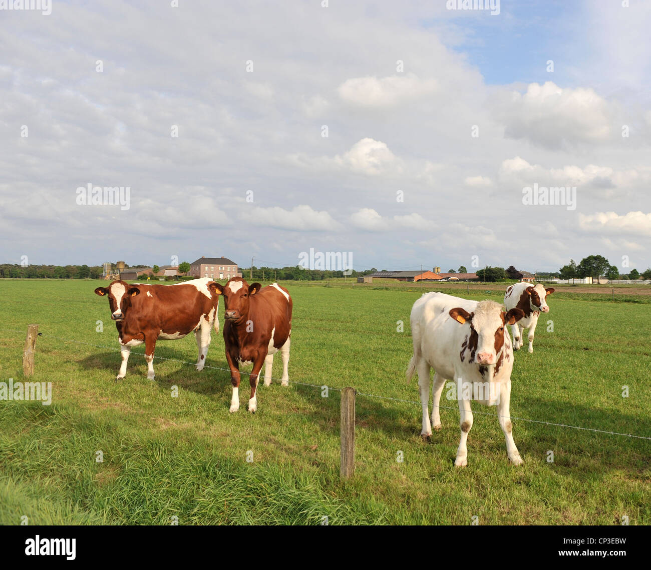 Portrait of four cows in a green meadow, Belgium Stock Photo - Alamy