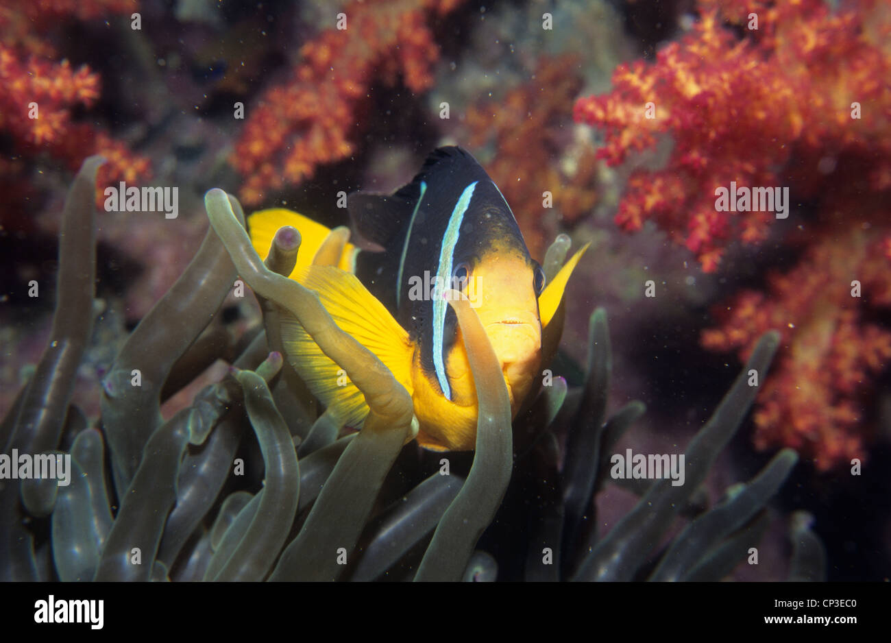 Underwater, tropical clown fish in poisonous anemone Stock Photo - Alamy