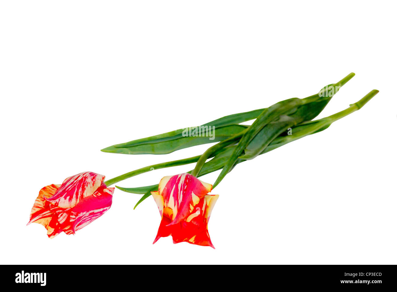 Orange red flowers Cut Out Stock Images & Pictures - Alamy
