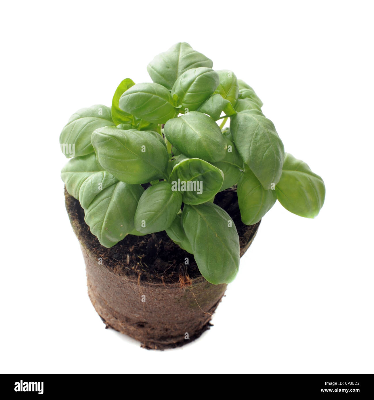 Basil potted Cut Out Stock Images & Pictures - Alamy