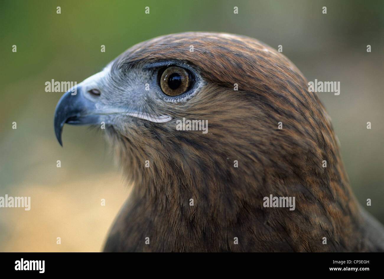 Wildlife, Bird of prey, Red-tailed hawk (headshot Stock Photo - Alamy